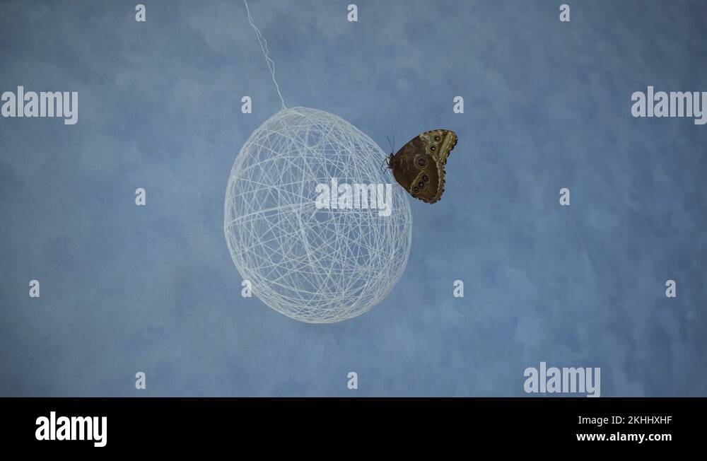 Butterfly ball Stock Videos & Footage - HD and 4K Video Clips - Alamy