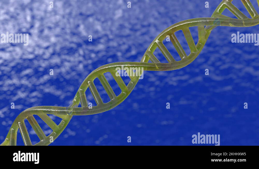 3D structural model of a DNA double helix. Isolated looped rotation of ...