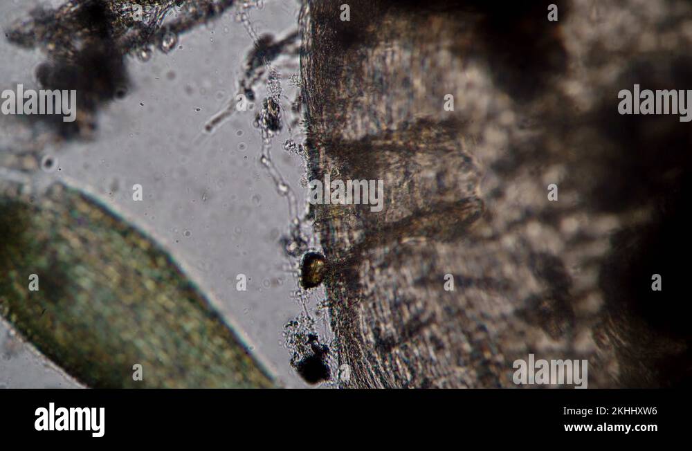 Corpse eating Stock Videos & Footage - HD and 4K Video Clips - Alamy