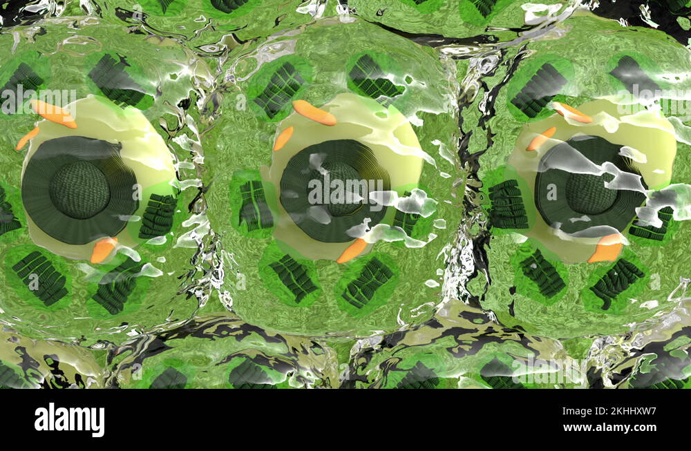 Looped 3D animation of plant cells in the zoom in. Microscopy of the ...