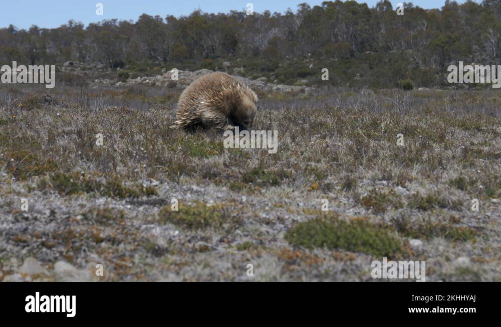 Australian echidna spiny anteater foraging Stock Videos & Footage - HD ...