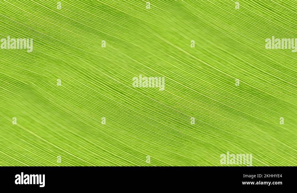 Seamless green texture Stock Videos & Footage - HD and 4K Video Clips ...