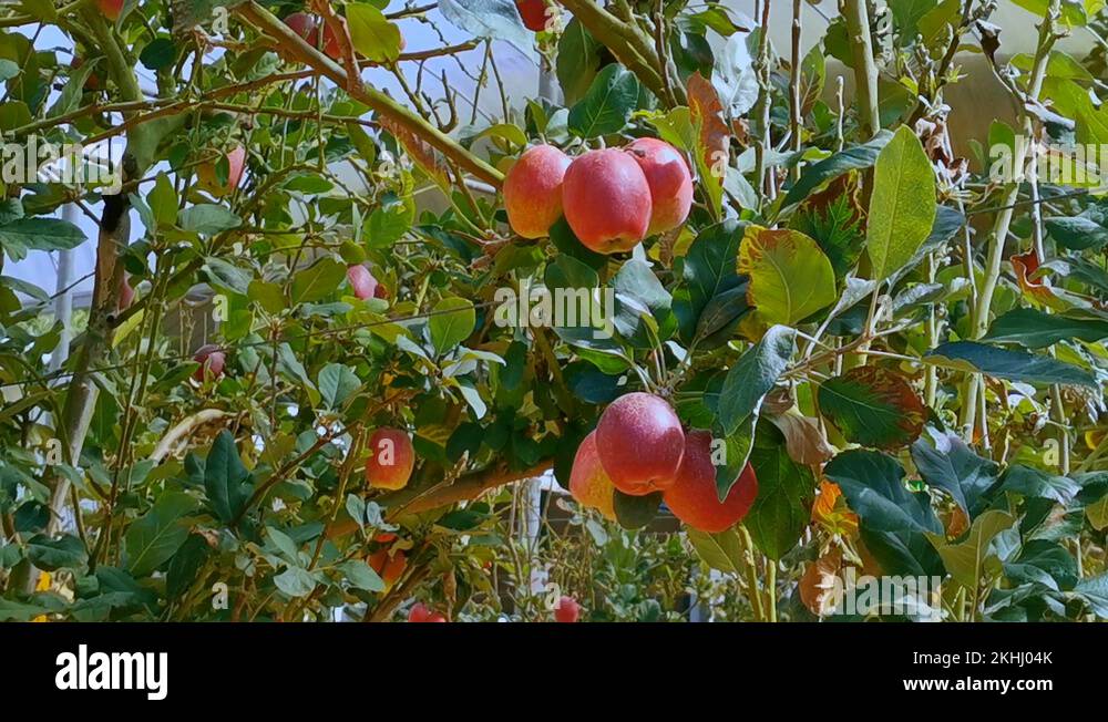 Red apple trees Stock Videos & Footage - HD and 4K Video Clips - Alamy