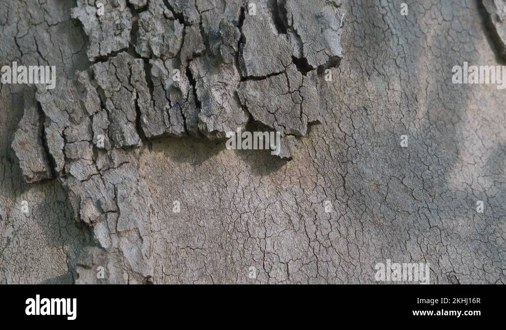 Tree scars Stock Videos & Footage - HD and 4K Video Clips - Alamy
