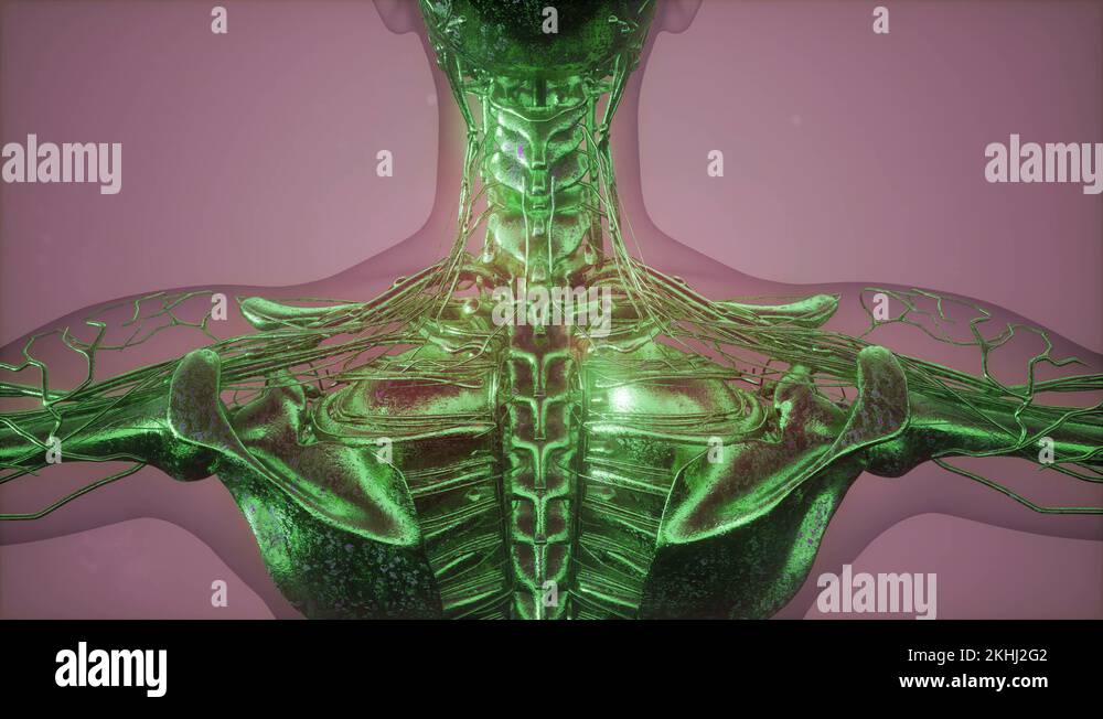 Radiographic anatomy Stock Videos & Footage - HD and 4K Video Clips - Alamy
