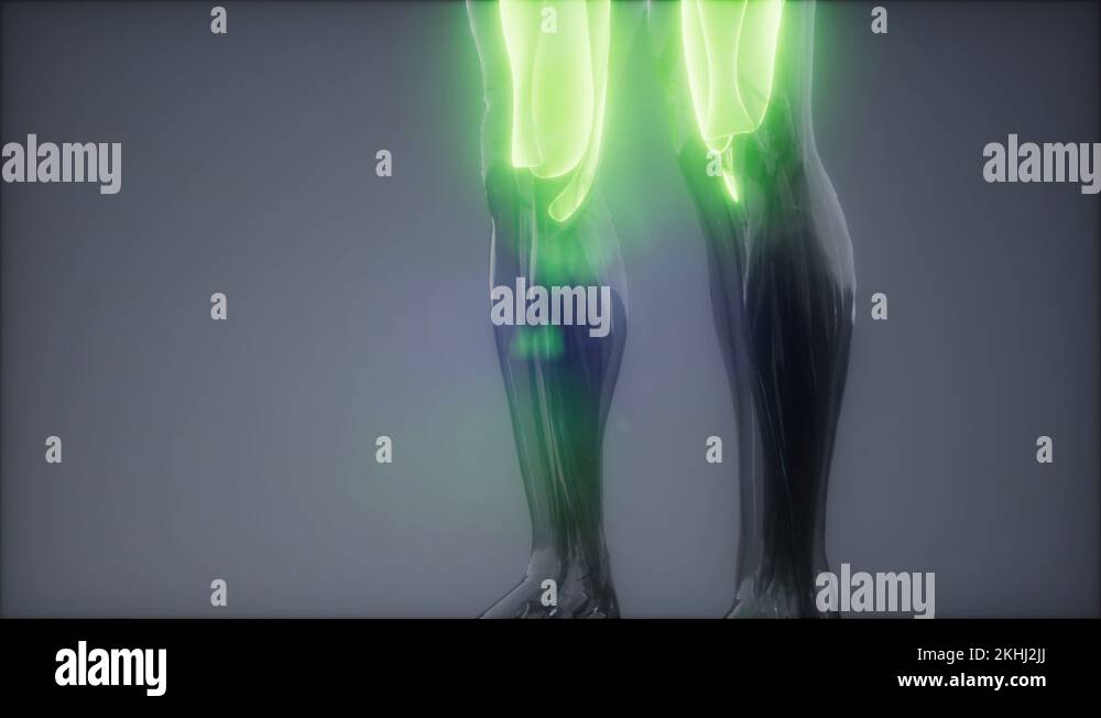 thigh muscles - Visible muscle anatomy map Stock Video Footage - Alamy