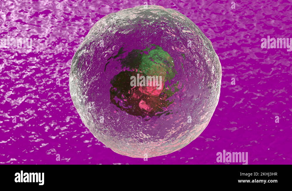 3D Looped animation of eukaryotic cell movement on a pink background ...
