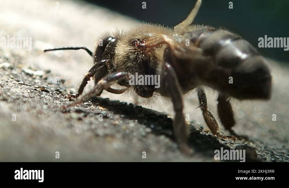 Deformity Stock Videos & Footage - HD and 4K Video Clips - Alamy