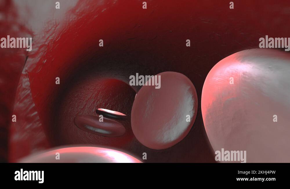 Animation 3D blood molecules move in vein or arteries. Motion animation ...