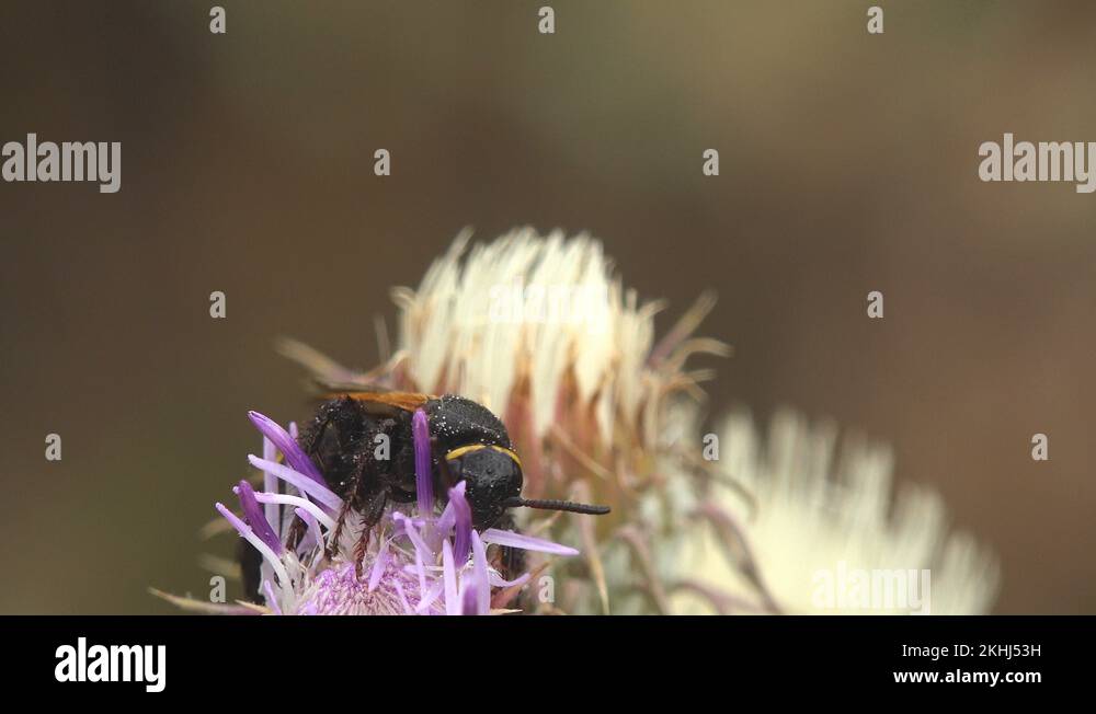 Cicada killer, Sphecius speciosus in family Crabronidae or cicada hawk ...