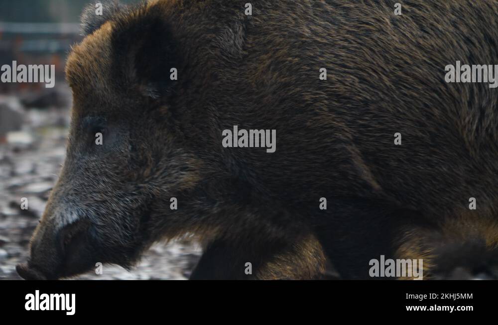 Wild boar profile Stock Videos & Footage - HD and 4K Video Clips - Alamy