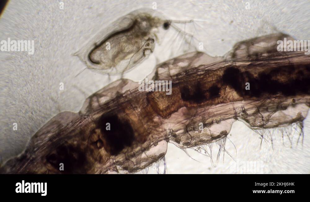The larva of the mosquito moth and crustacean Daphnia swim in place ...