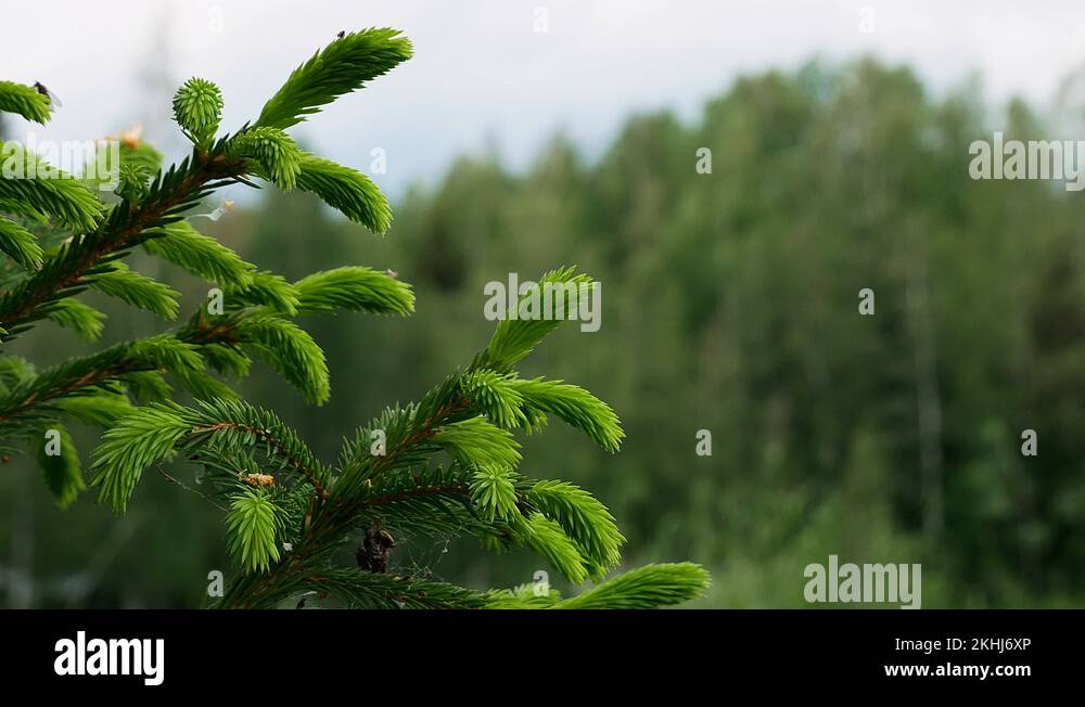 Botany spruce picea norway Stock Videos & Footage - HD and 4K Video ...