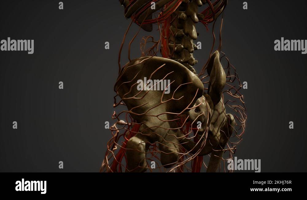 Human body blood vessel anatomy Stock Video Footage - Alamy