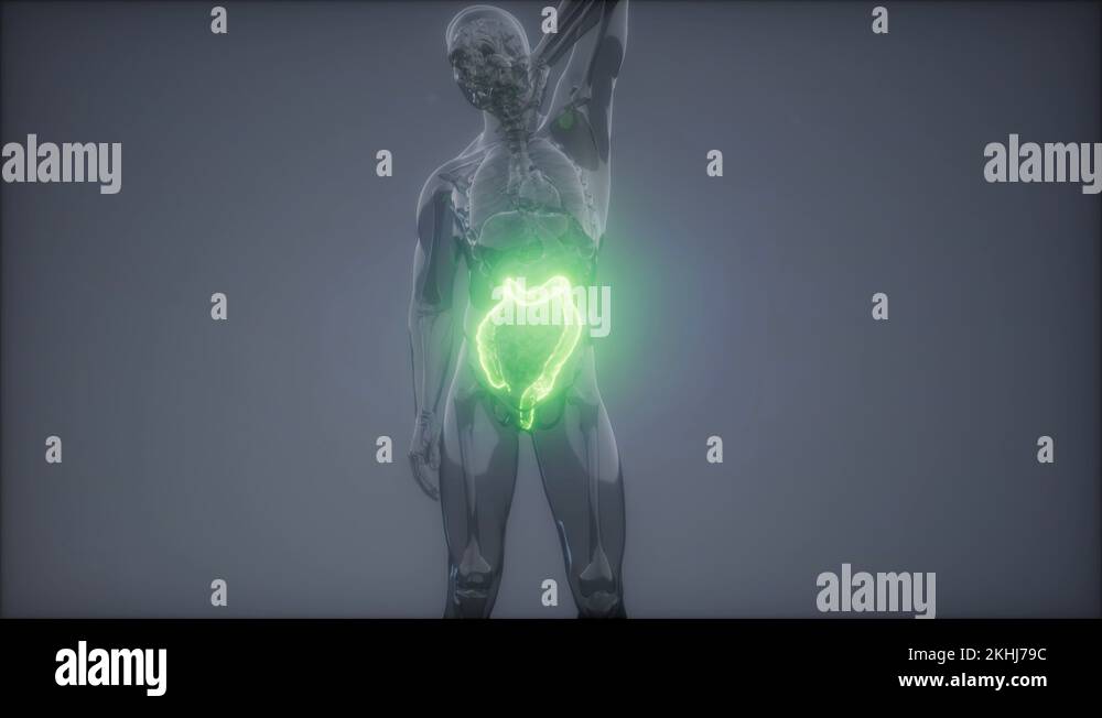 Ascending descending colon Stock Videos & Footage - HD and 4K Video ...
