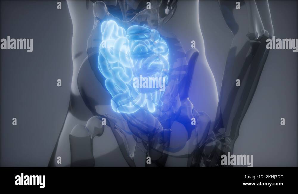 Digestive system artwork Stock Videos & Footage - HD and 4K Video Clips ...
