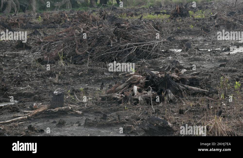 Trees after forest fire Stock Videos & Footage - HD and 4K Video Clips ...