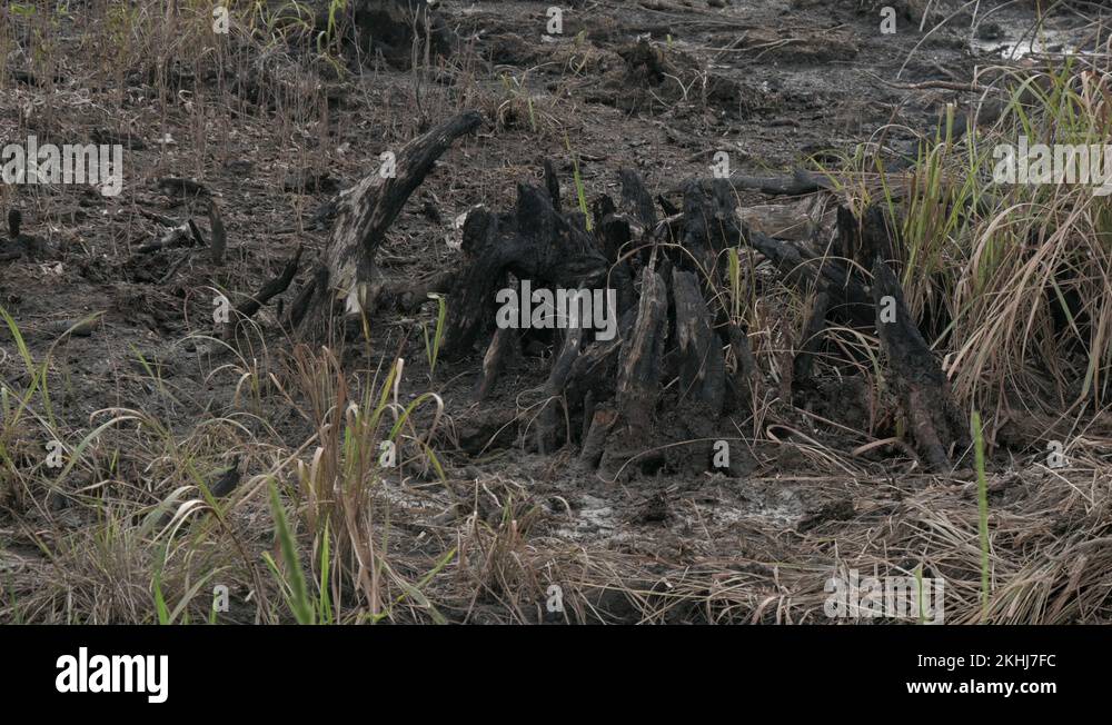 Burned trees trunk due to forest fire near the palm oil plantation ...