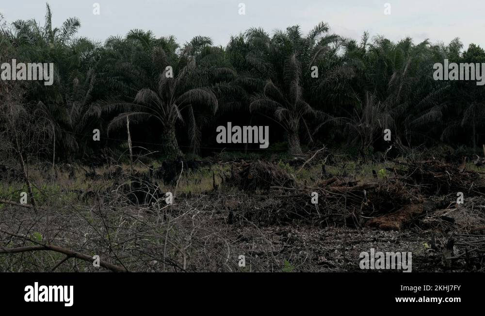 Palm trees indonesia fire Stock Videos & Footage - HD and 4K Video ...