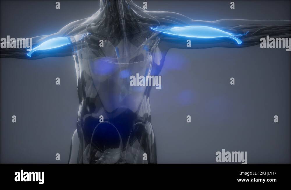 biceps - Visible muscle anatomy map Stock Video Footage - Alamy