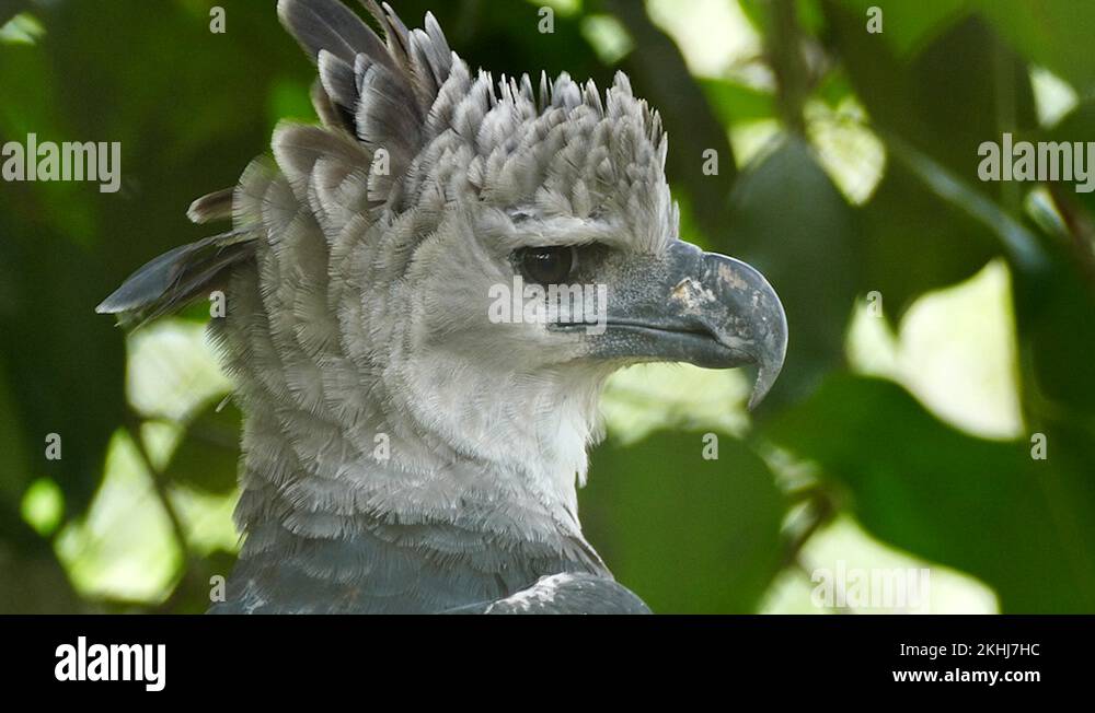 Sharp profile view of large beaked bird of prey called Harpy Eagle in ...