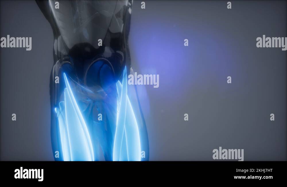 thigh muscles - Visible muscle anatomy map Stock Video Footage - Alamy