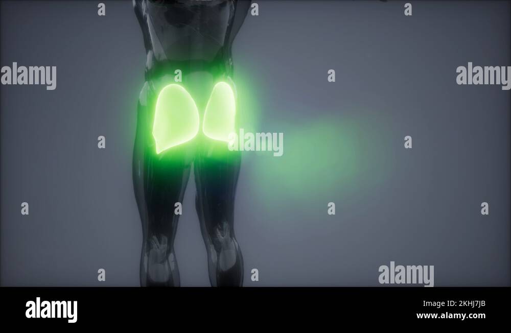 gluteus maximus - leg muscles anatomy animation Stock Video Footage - Alamy