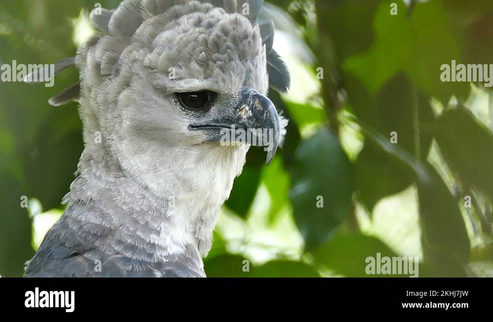 Harpy eagle panama Stock Videos & Footage - HD and 4K Video Clips - Alamy