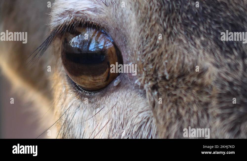 Fawn eye Stock Videos & Footage - HD and 4K Video Clips - Alamy