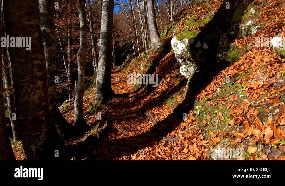 Pathway covered with leaves Stock Videos & Footage - HD and 4K Video ...