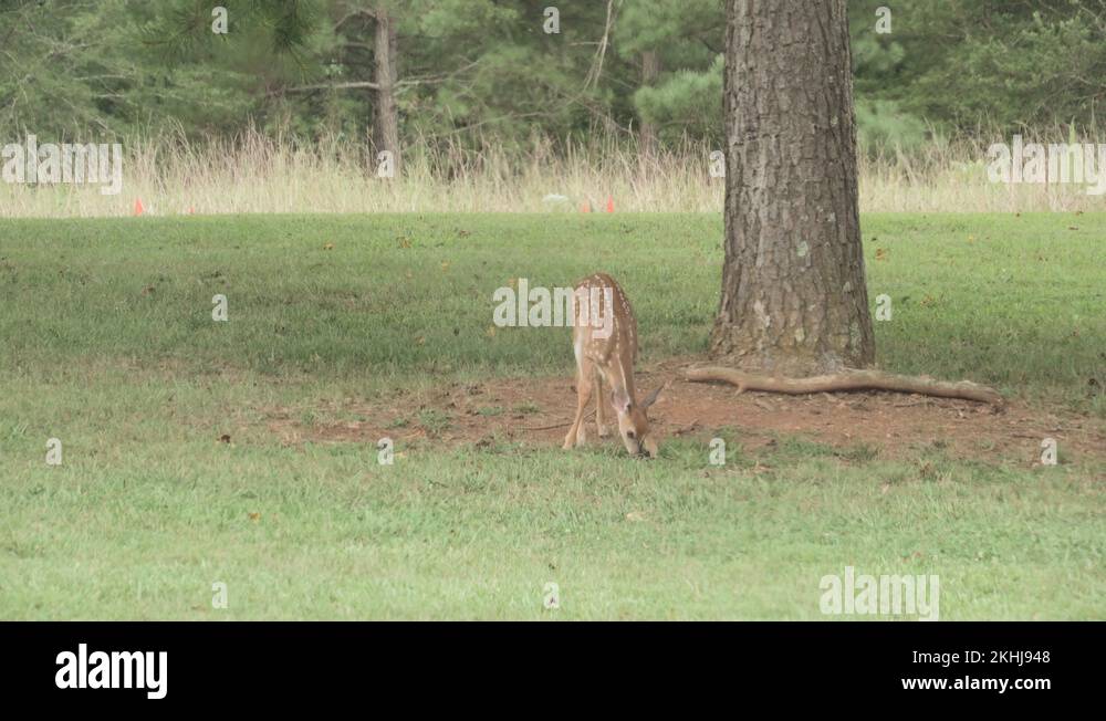 Fawn spotted Stock Videos & Footage - HD and 4K Video Clips - Alamy