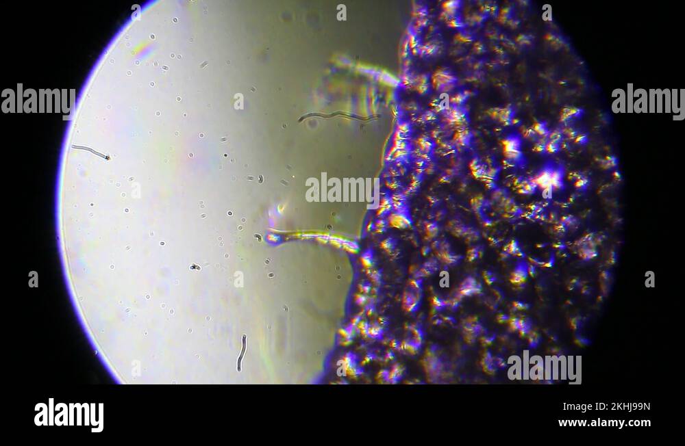 Flower structure Stock Videos & Footage - HD and 4K Video Clips - Alamy