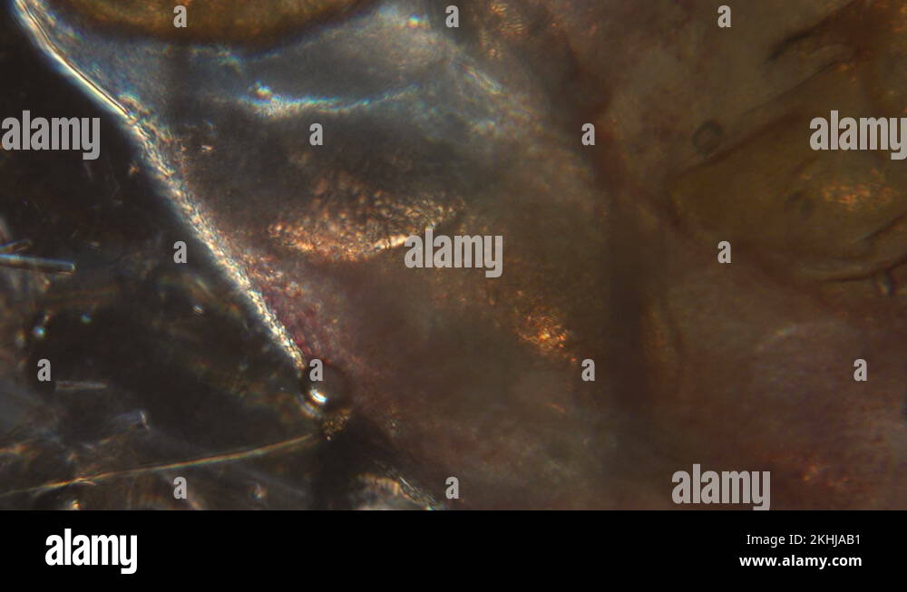 Caterpillar Body Parts Stock Videos And Footage Hd And 4k Video Clips Alamy