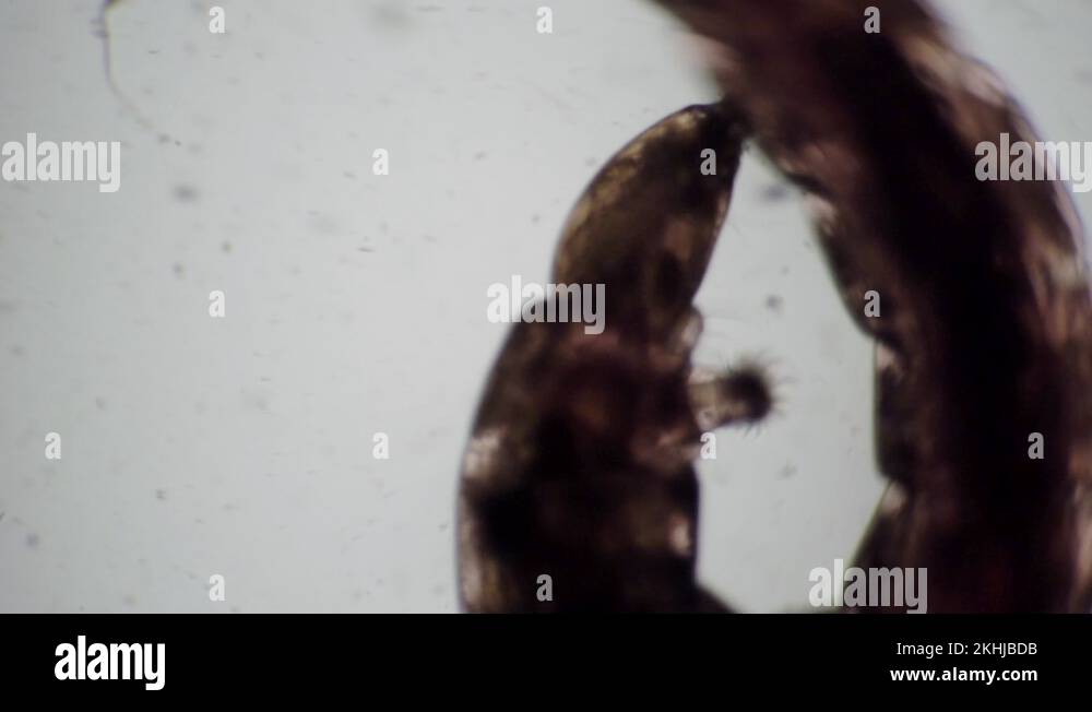 Microscopic macro microscope crustacean Stock Videos & Footage - HD and ...