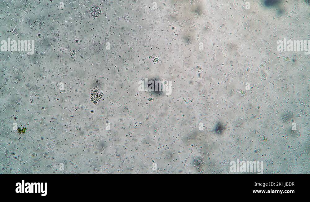 Microscopic background of fauna from the simplest single-celled ...