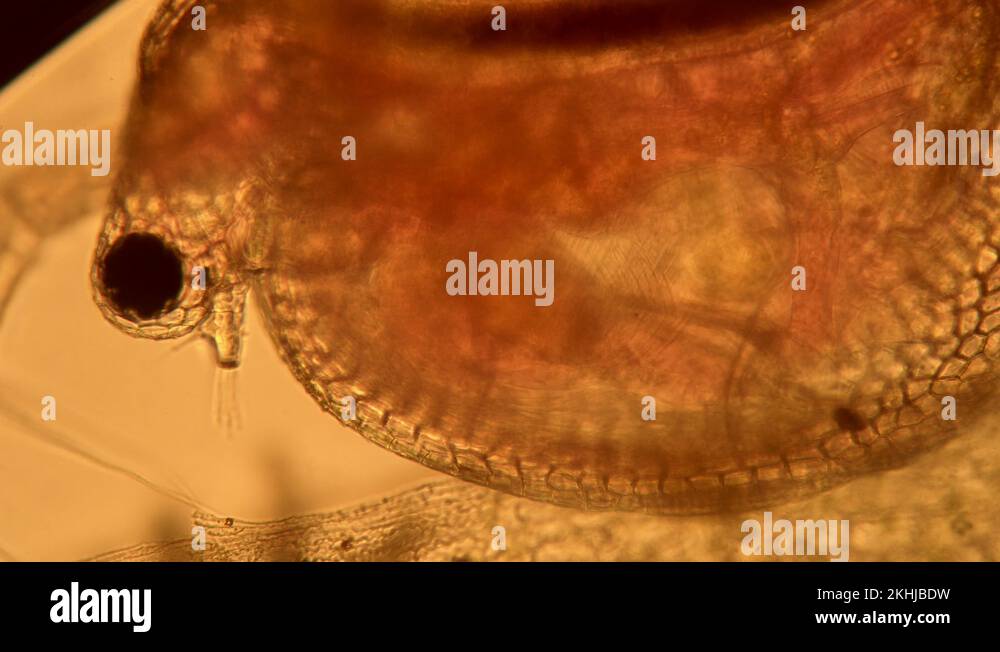Transparent Daphnia with visible organs under a microscope Stock Video ...