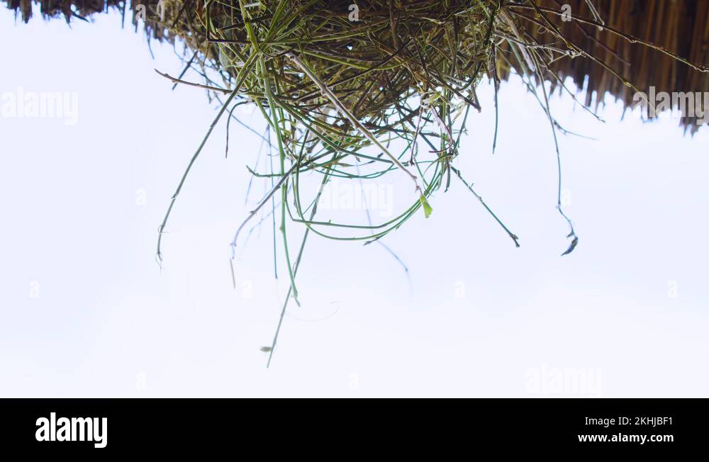 CU of Red-headed weaver building a nest. African Safari. Birding Stock ...