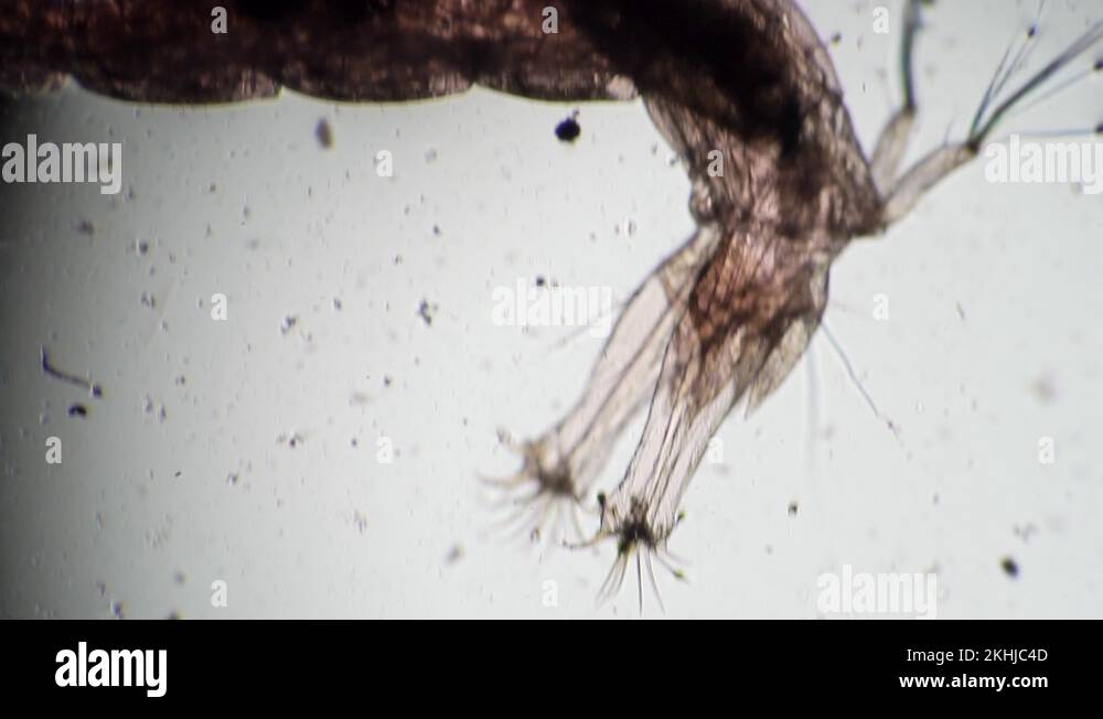 Transparent body with visible organs of the worm in microscope Stock ...