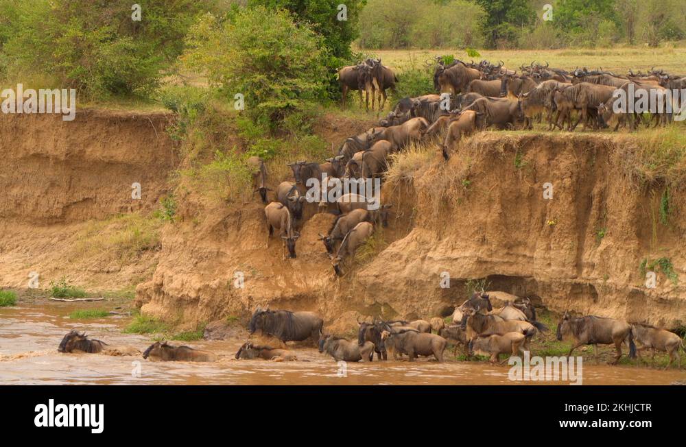 Migration animals water Stock Videos & Footage - HD and 4K Video Clips ...