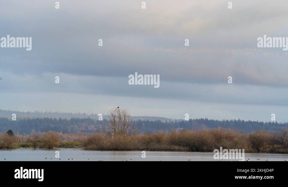 Duck form Stock Videos & Footage - HD and 4K Video Clips - Alamy