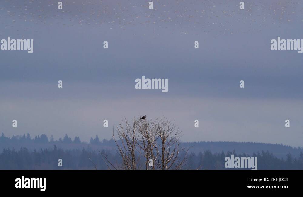 A flock of Dunlin form a murmuration above a Bald Eagle in a tree Stock ...