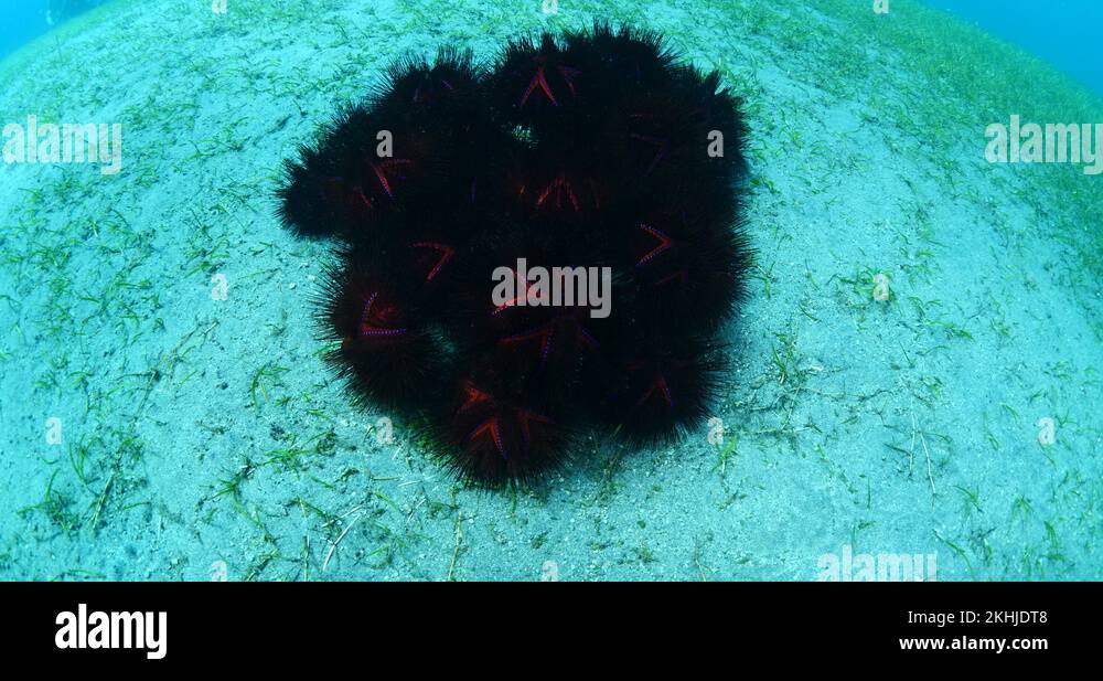 sea urchin group underwater close up needles tropical water seaurchin ...