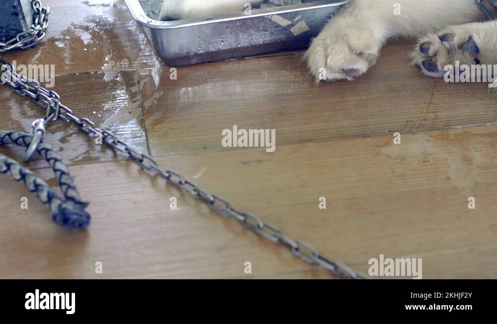 Dog with head in bucket Stock Videos & Footage - HD and 4K Video Clips ...