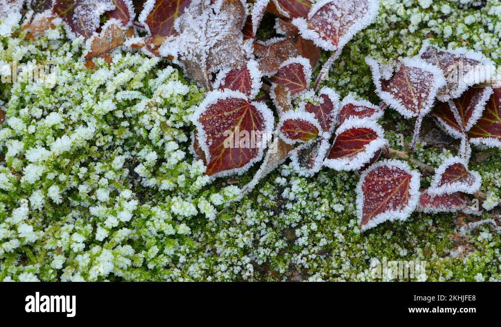 Hoarfrost Stock Videos & Footage - HD and 4K Video Clips - Alamy