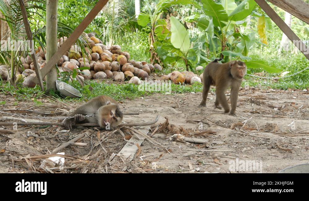 Cute monkey worker rest from coconut harvest collecting. The use of ...