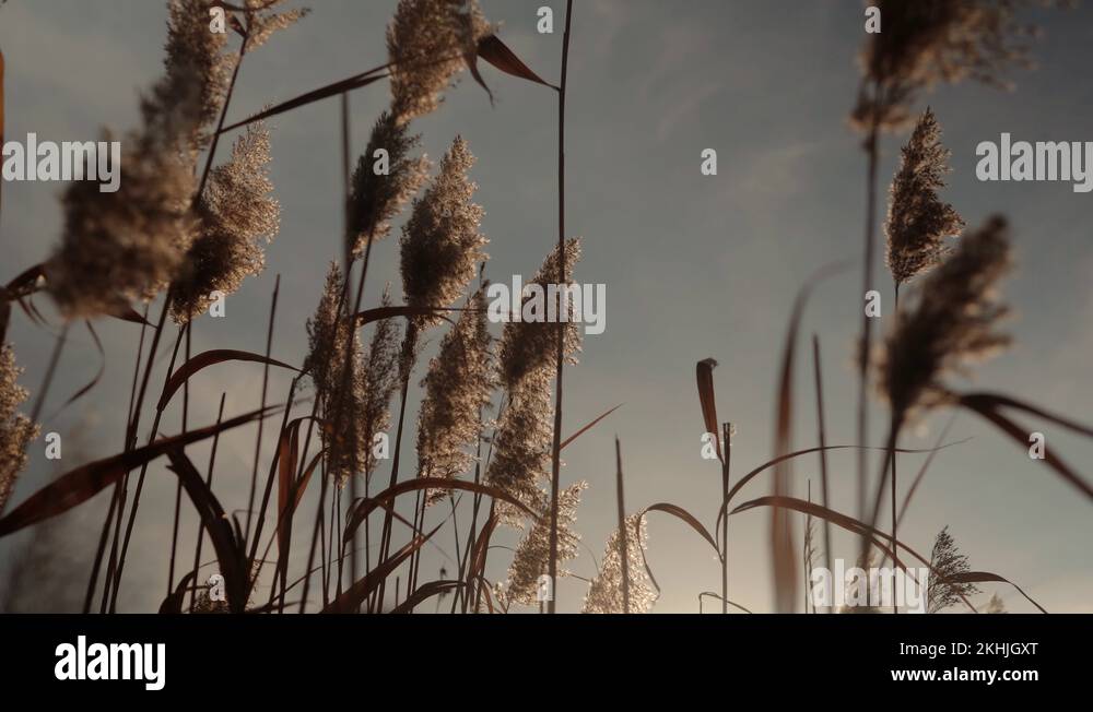 Reeds Sway On Wind And Sun Rays.Reed In The Meadow Sways Stock Video ...