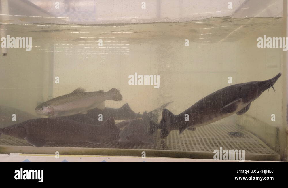 Freshwater fish trout, sturgeon and salmon swim in an aquarium in a ...