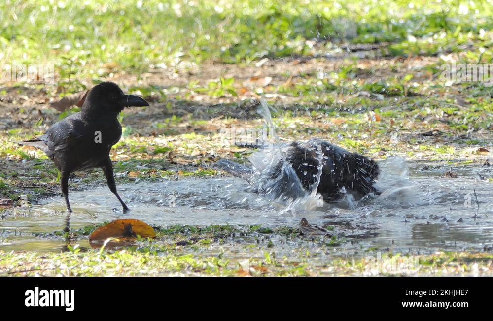 Water crow Stock Videos & Footage - HD and 4K Video Clips - Alamy