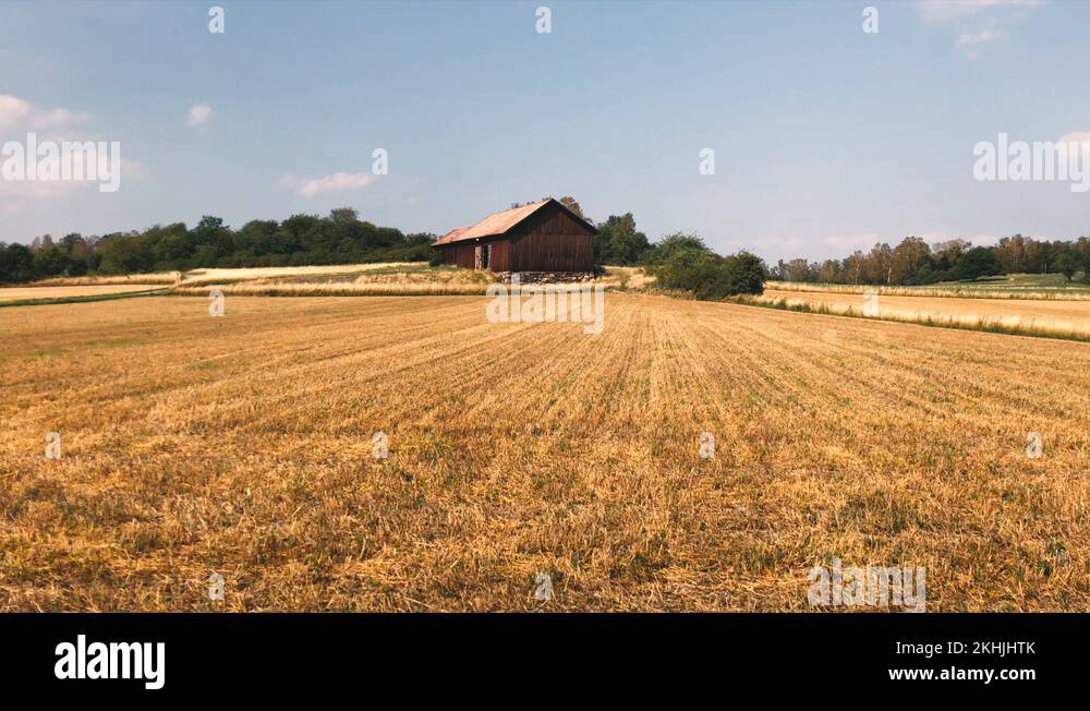 Swedish Red Farm House and golden Fields on Birka Island - Bjorko Stock ...