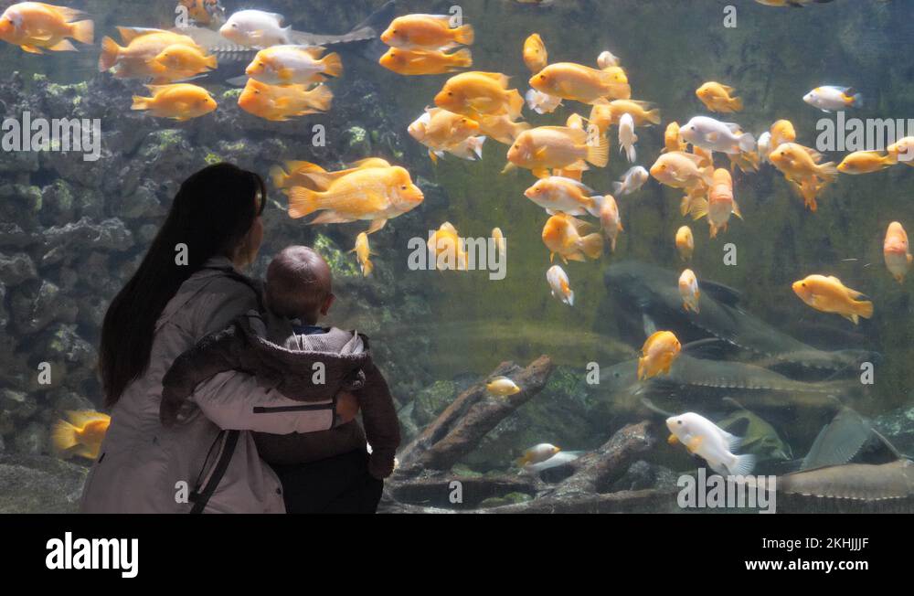 Mother showing her baby the fish in the big aquarium at the zoo Stock ...